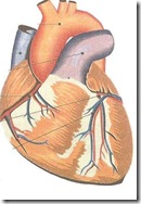 Función del Corazón - Ciencia Explicada